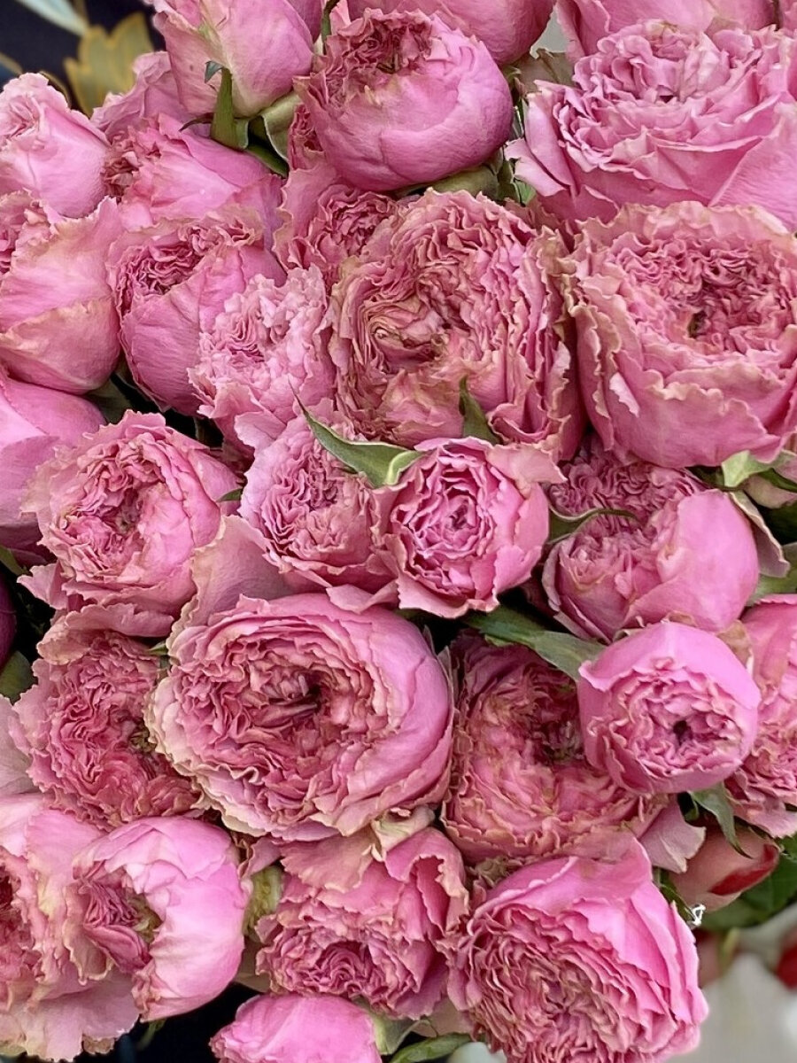 Роза чайно-гибридная "Вайлд Моментс", 2 саженца, высота 30 см, розовая/зеленая