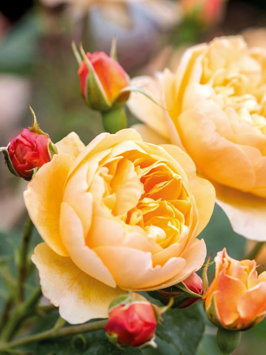 Роза английская Роальд Даль (Roald Dahl) , 2 саж , многолетняя , оранжевая