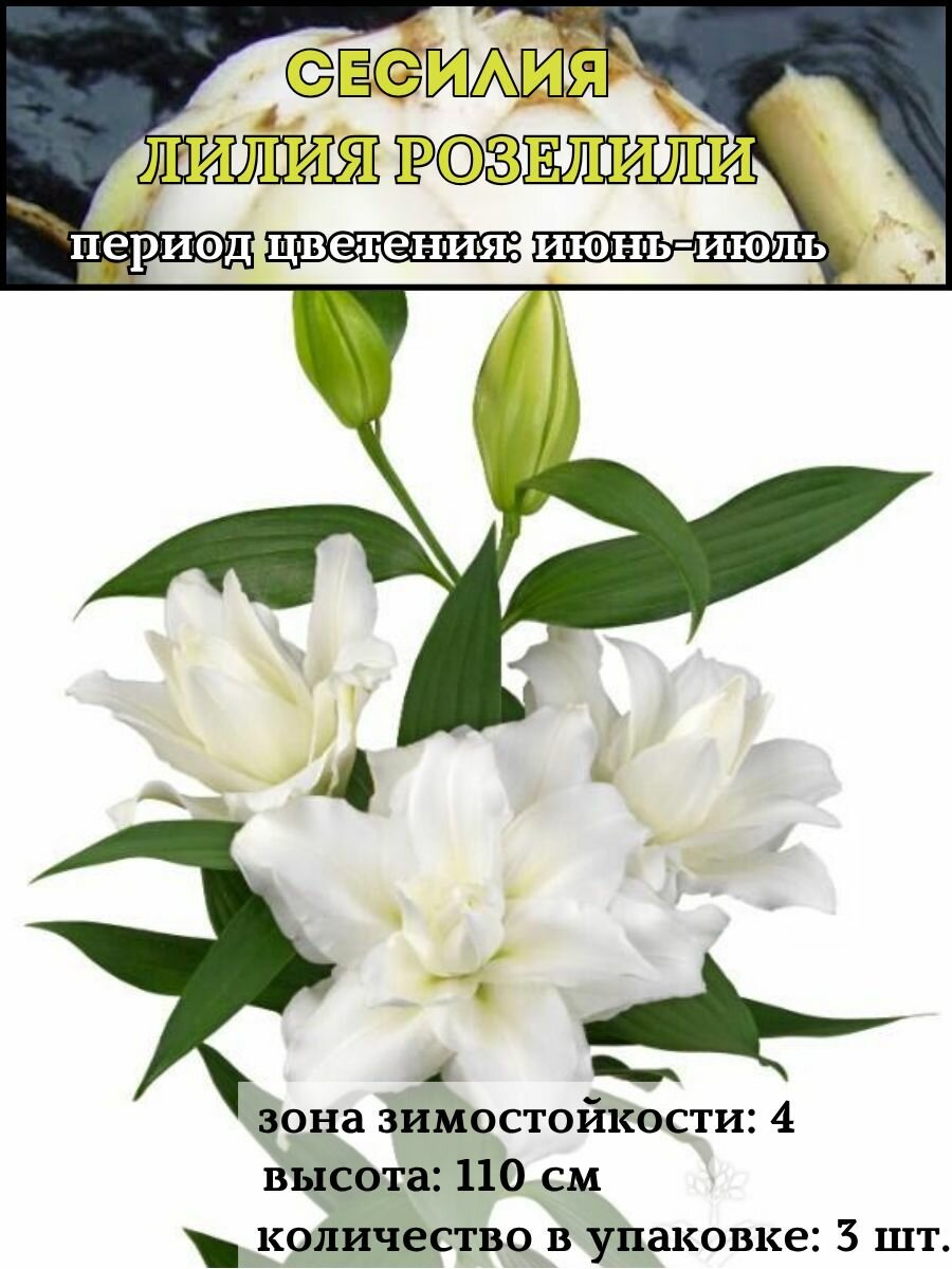 Лилия розелили Сесилия, луковицы 3 штуки
