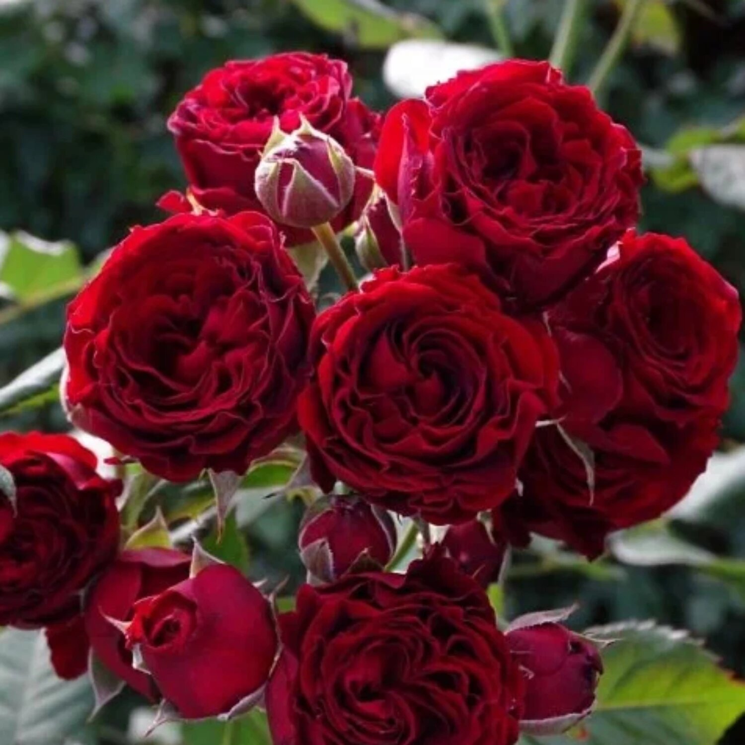 Роза спрей Ред Сенсейшн (Red Sensation) / 2 шт, ароматный сорт