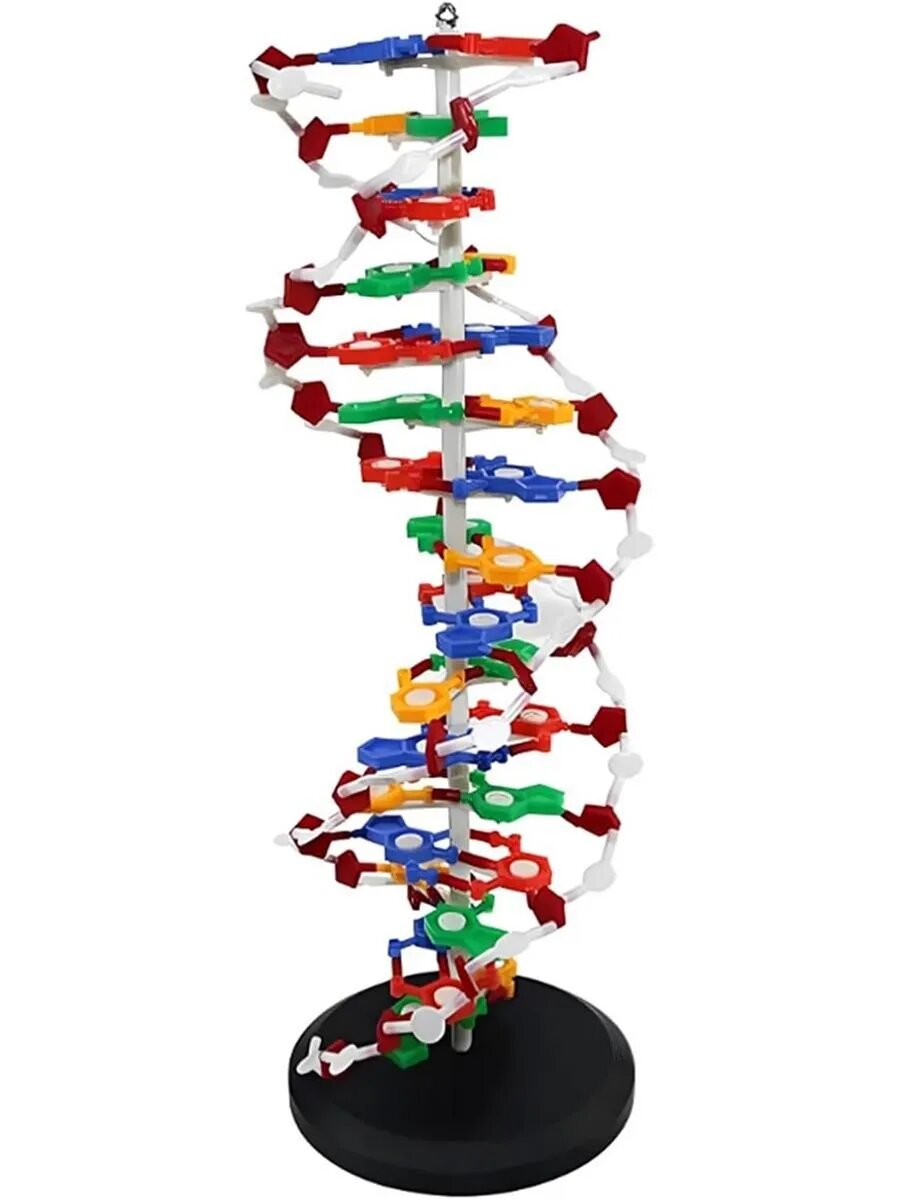 Модель с двойной спиралью