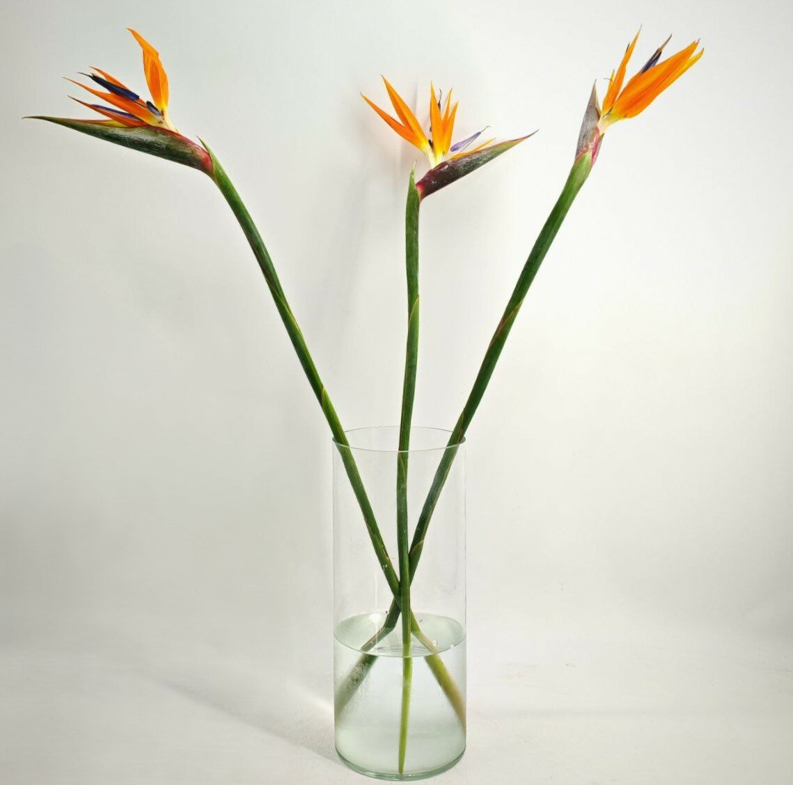 Стрелиция "Райская птица" 3 шт. Букет стрелиций