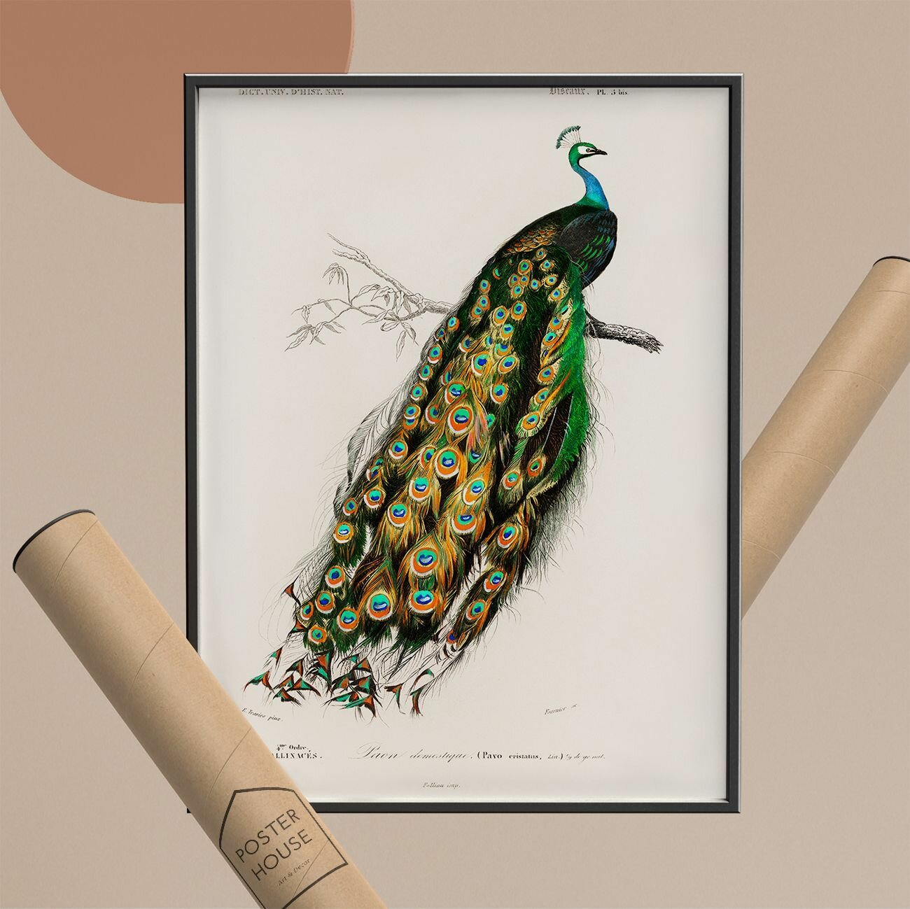Постер Павлин Винтаж 30х40 см без рамы/ Эстетика/ Минималистичный эстетичный плакат для интерьера