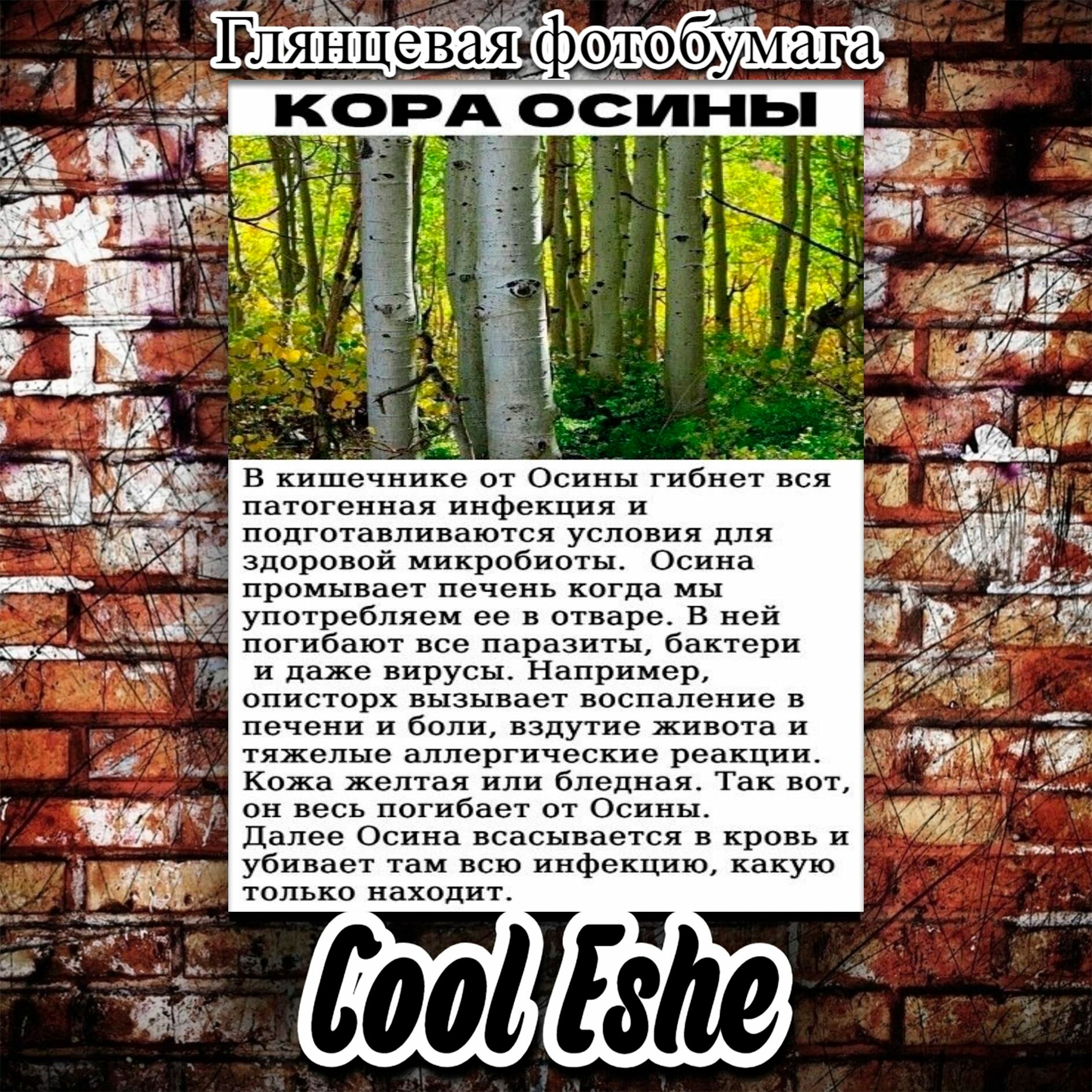 Постер "Полезные свойства коры осины" из коллекции "Полезное" А2