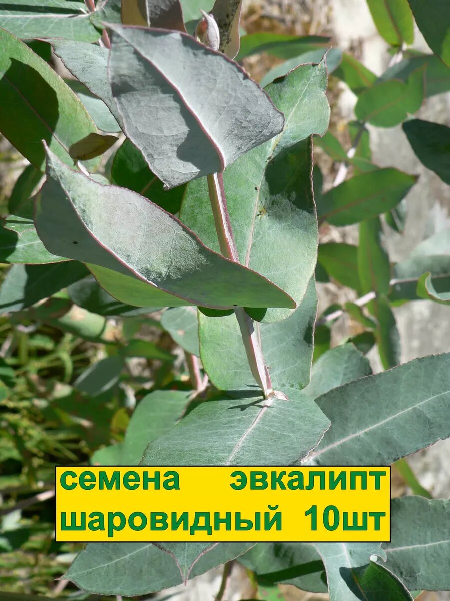 Семена Эвкалипт Шаровидный 10шт