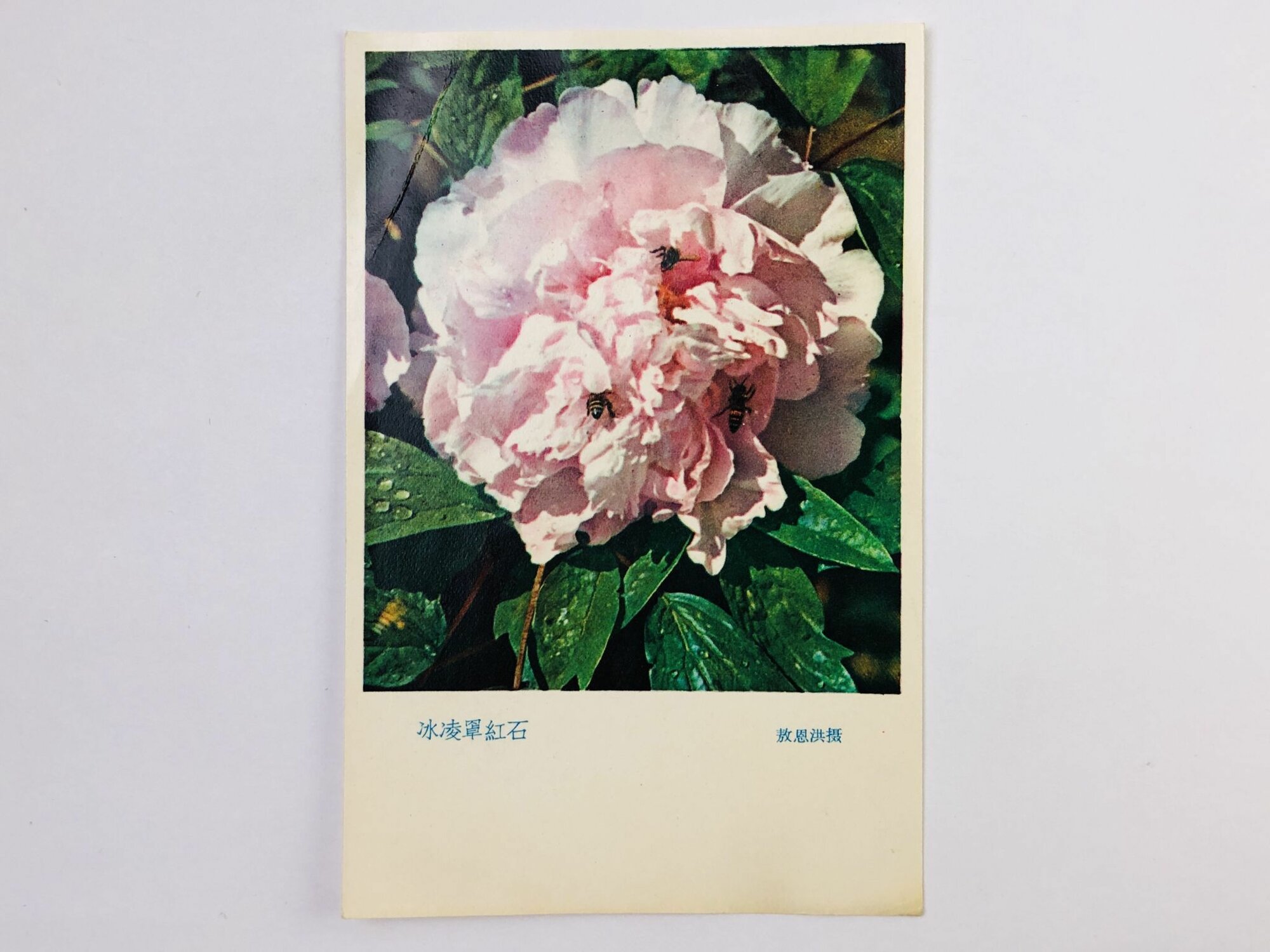 Цветы: Пион. Розовый. Открытка