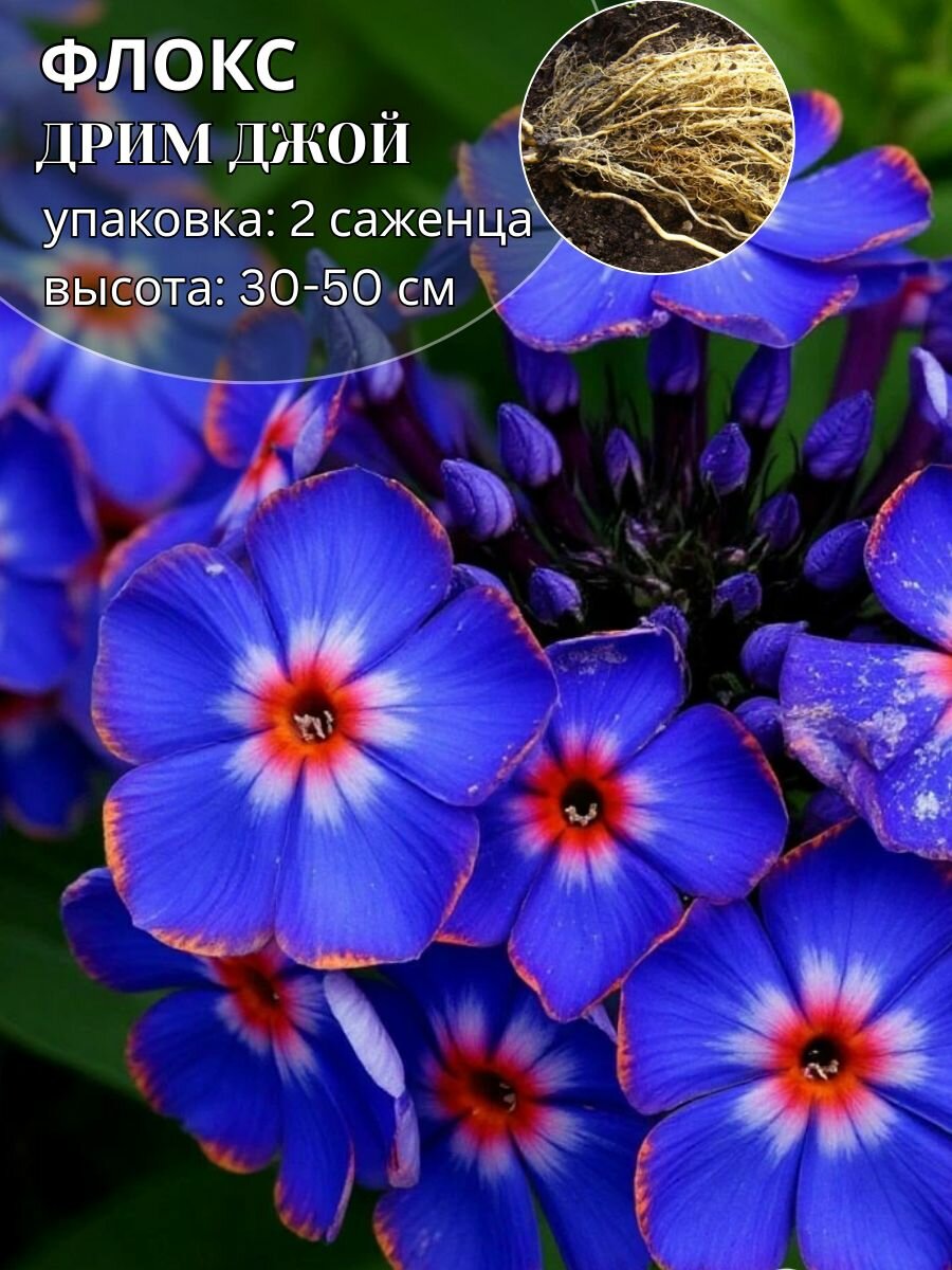 Флокс Дрим Джой, 2 саженца