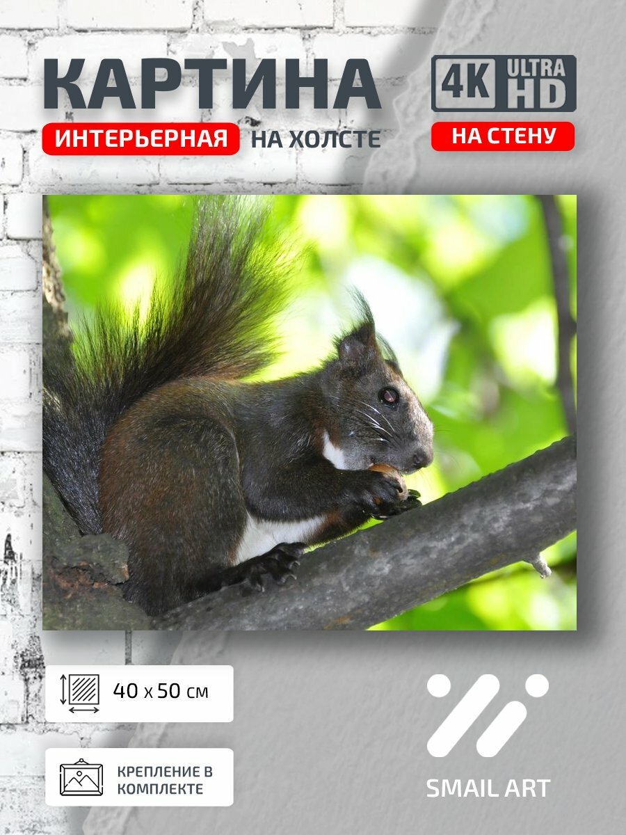 Картина на холсте интерьерная 40 на 50 на стену Белка Mood для гостиной атмосфера интерьер