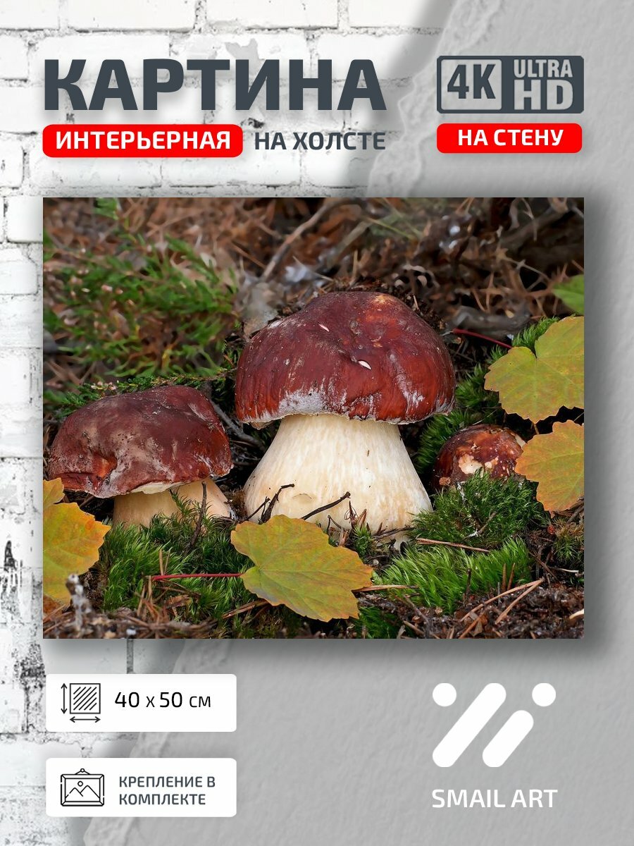 Картина на холсте интерьерная 40 на 50 на стену Грибы Landscape для спальни пейзаж интерьер