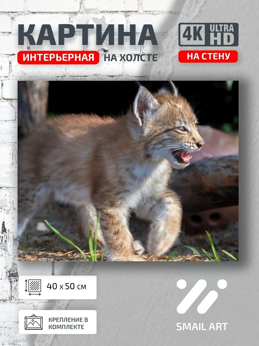 Картина на холсте интерьерная 40 на 50 на стену Животные рысь для студии атмосфера