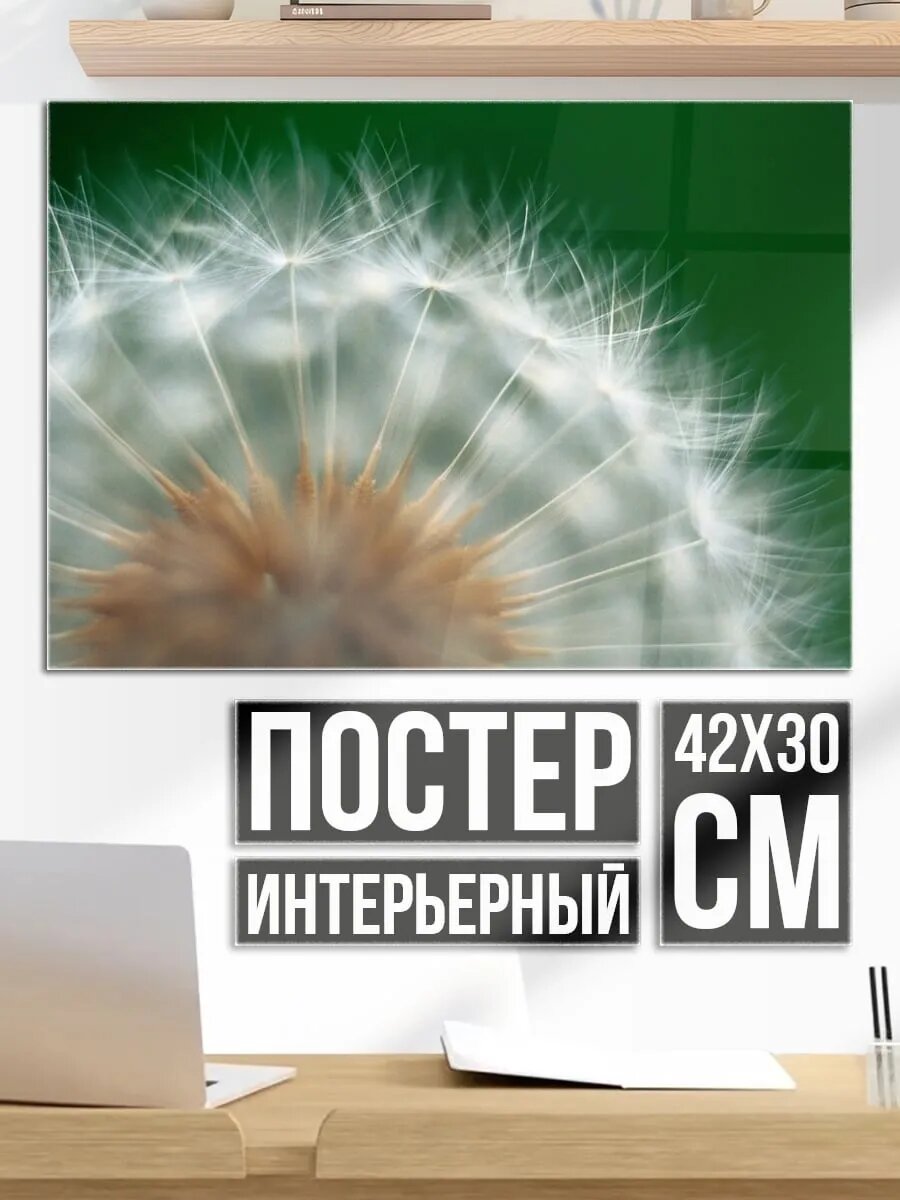 Плакат постер Одуванчик на ветру