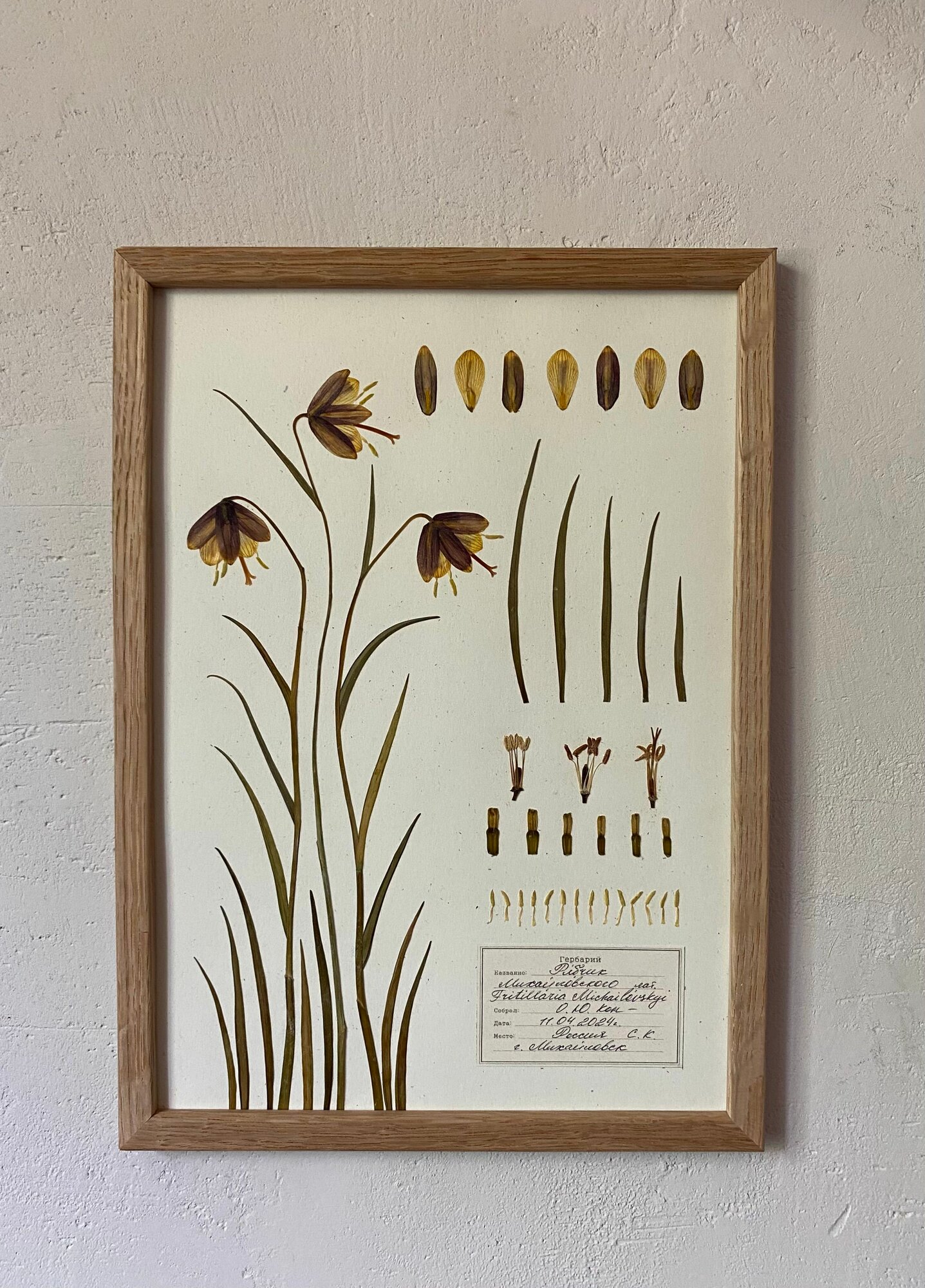 Ботаническое панно на стену. Гербарий в дубовой рамке под стеклом. 21Х29,7 см. "Olya_klever"