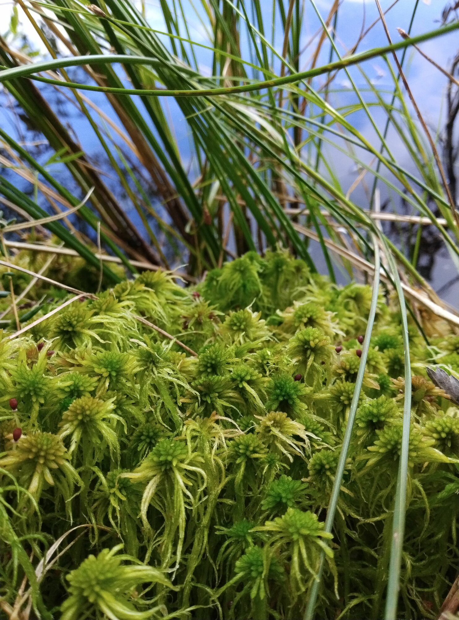 Мох сфагнум живой,3 литра, естественной влажности, перебранный