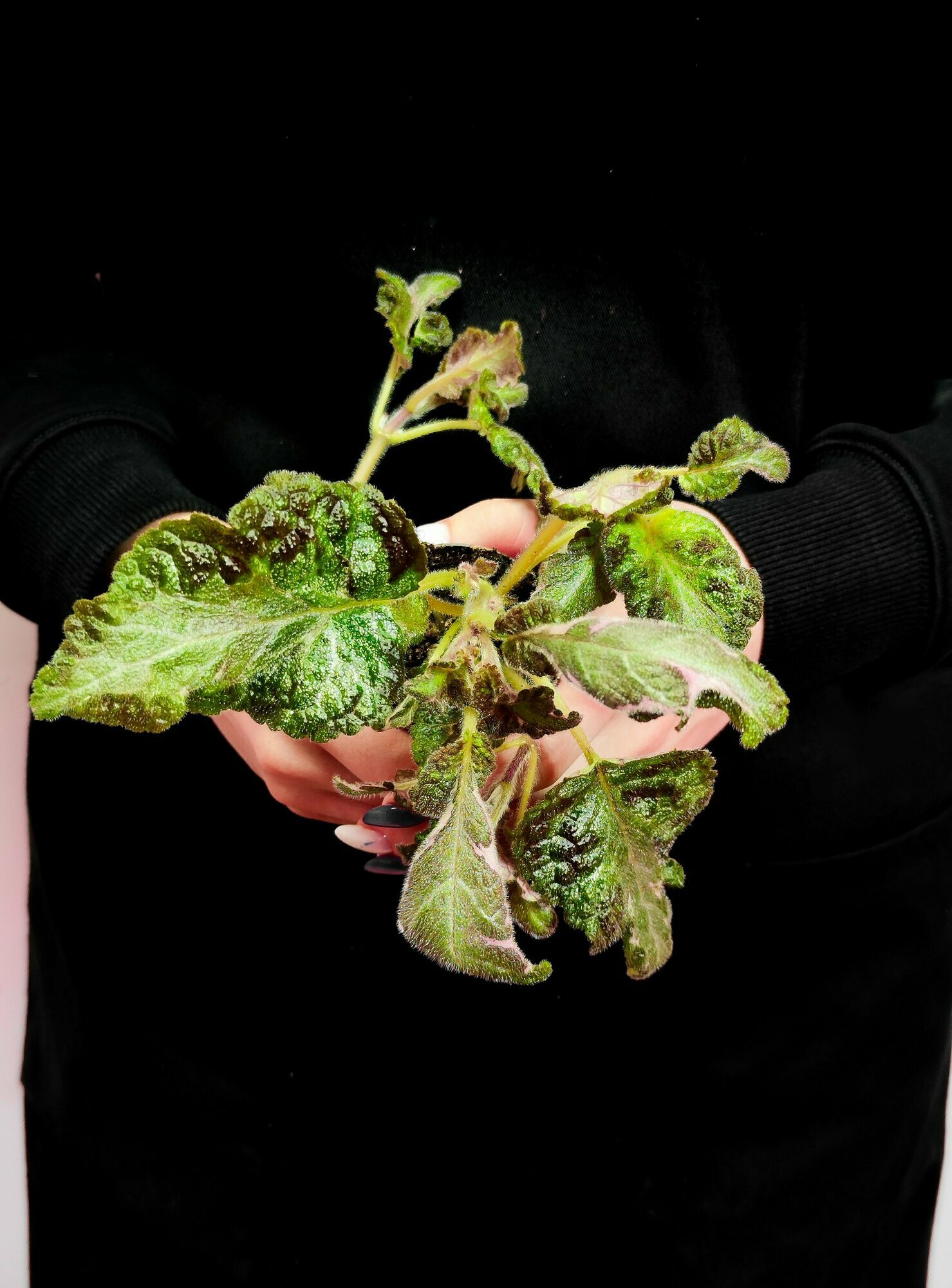 Эписция Кантри Брилианс (Episcia Country Brilliance) D6см, живое растение