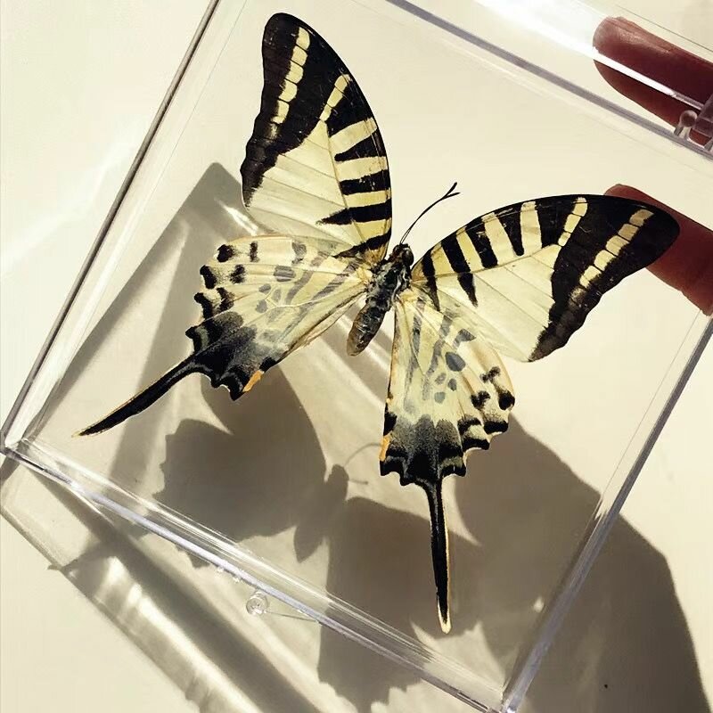 Чучело декоративное Настоящая бабочка в пластиковая коробка