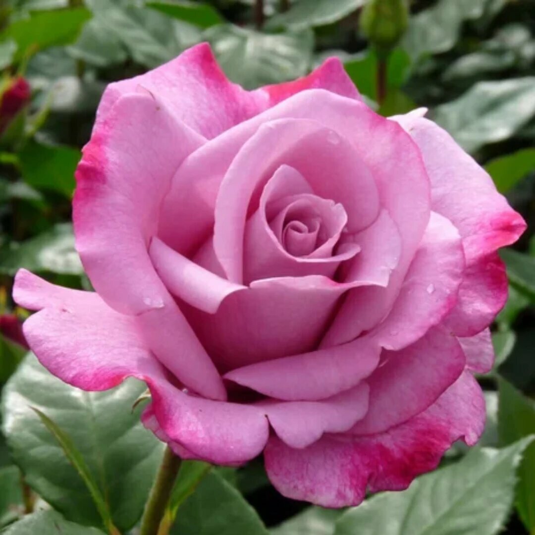 Роза чайно-гибридная Муди Блю (Moody Blu) / 1 шт, непрерывноцветущий сорт