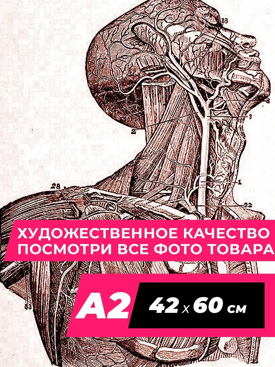 Постер Анатомия человека на стену 119 A2, матовая фотобумага премиум качества