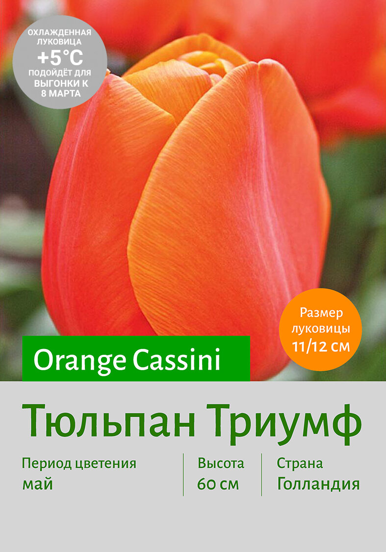 Тюльпан Оранж Кассини (Orange Cassini) махровый поздний луковицы 20 шт сотка