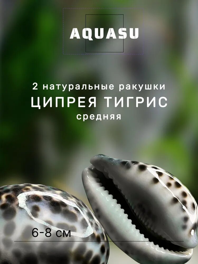 AQUASU Натуральные ракушки Ципрея тигрис средняя, 6-8 см, 2 шт. - натуральная ракушка для аквариума