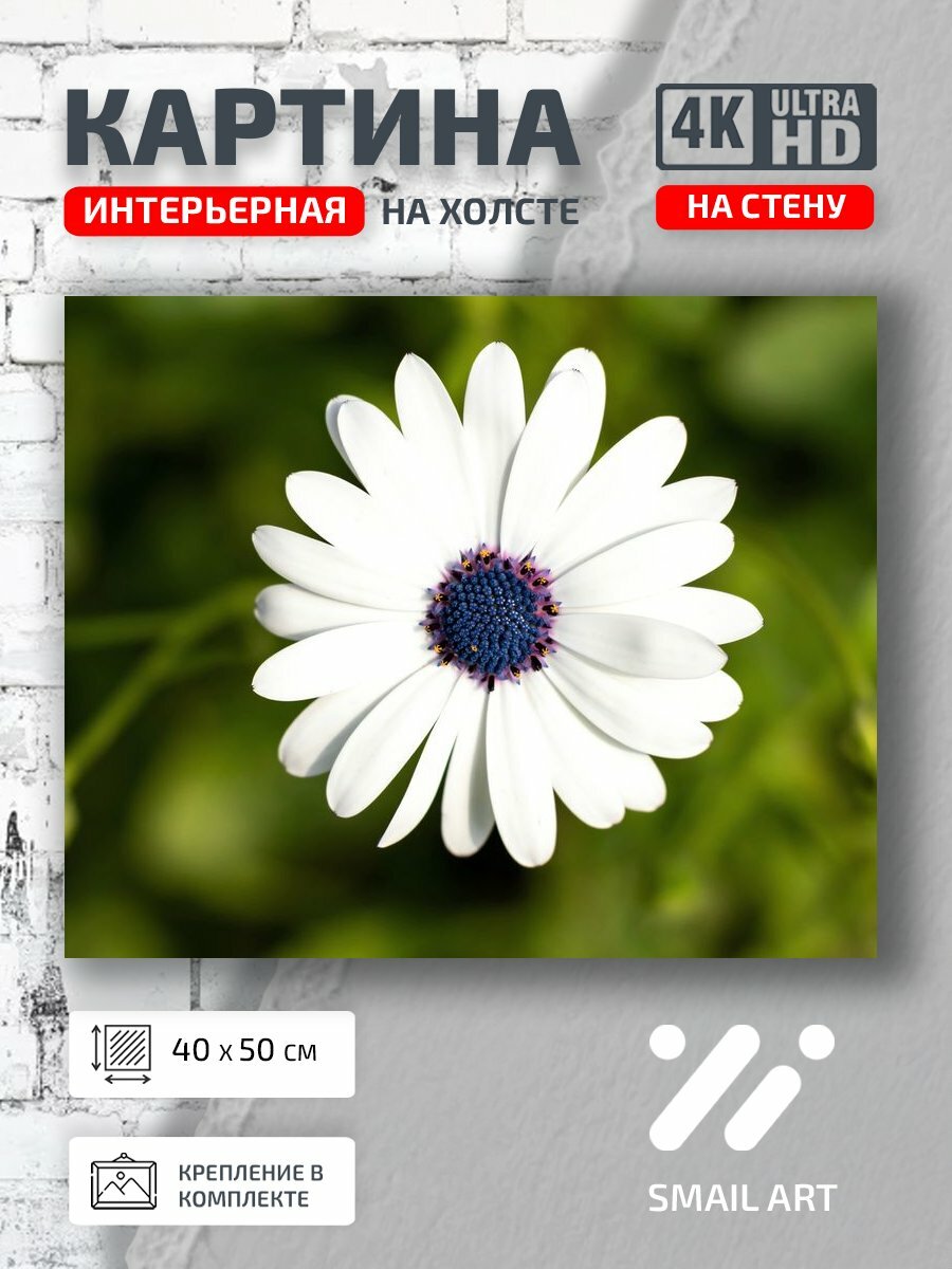 Картина на холсте интерьерная 40 на 50 на стену Ромашка Landscape для кабинета пейзаж декор