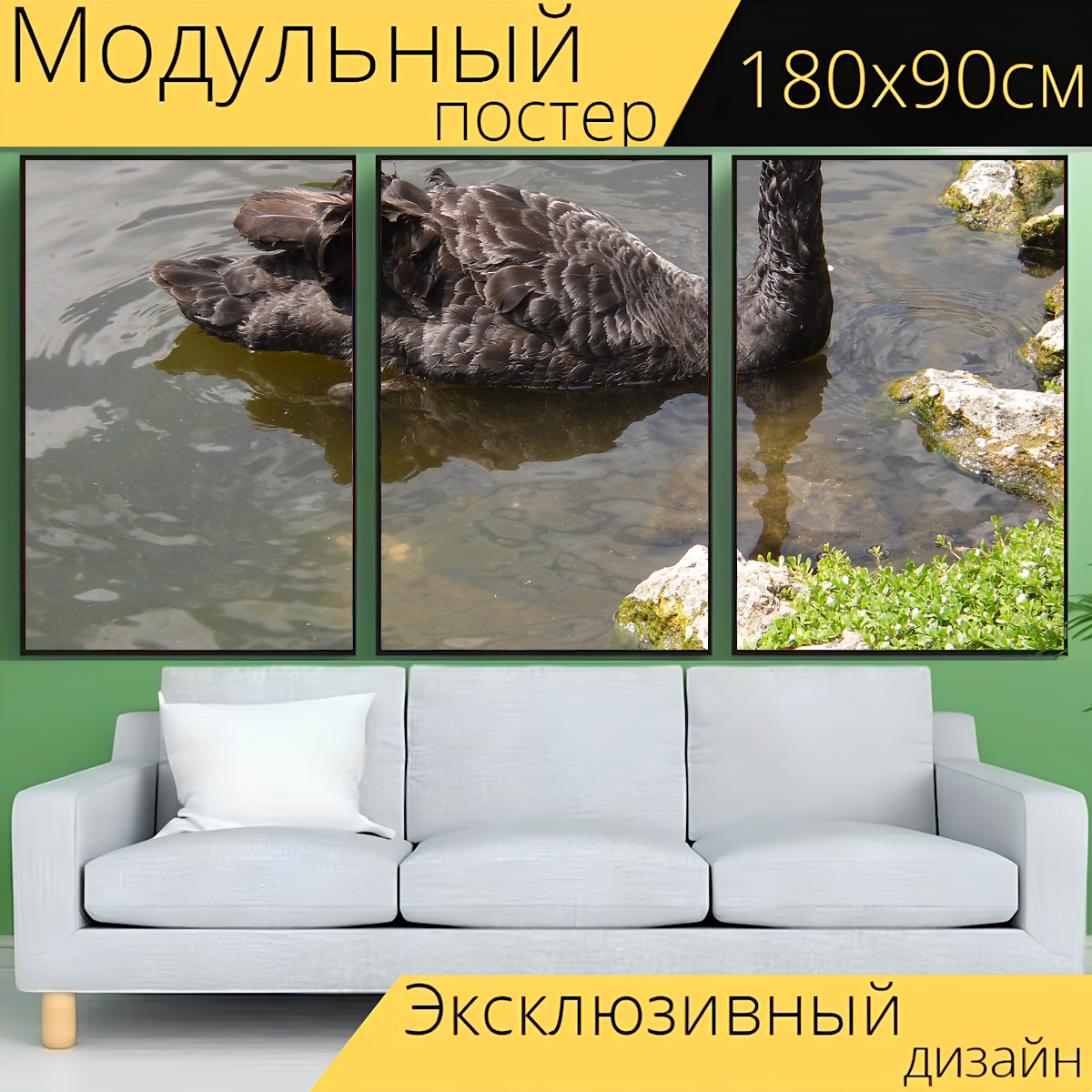 Модульный постер "Черный лебедь Черный Лебедь в пруду Лебедь лебеди птицы пруд" 180 x 90 см. для интерьера на стену в тубусе