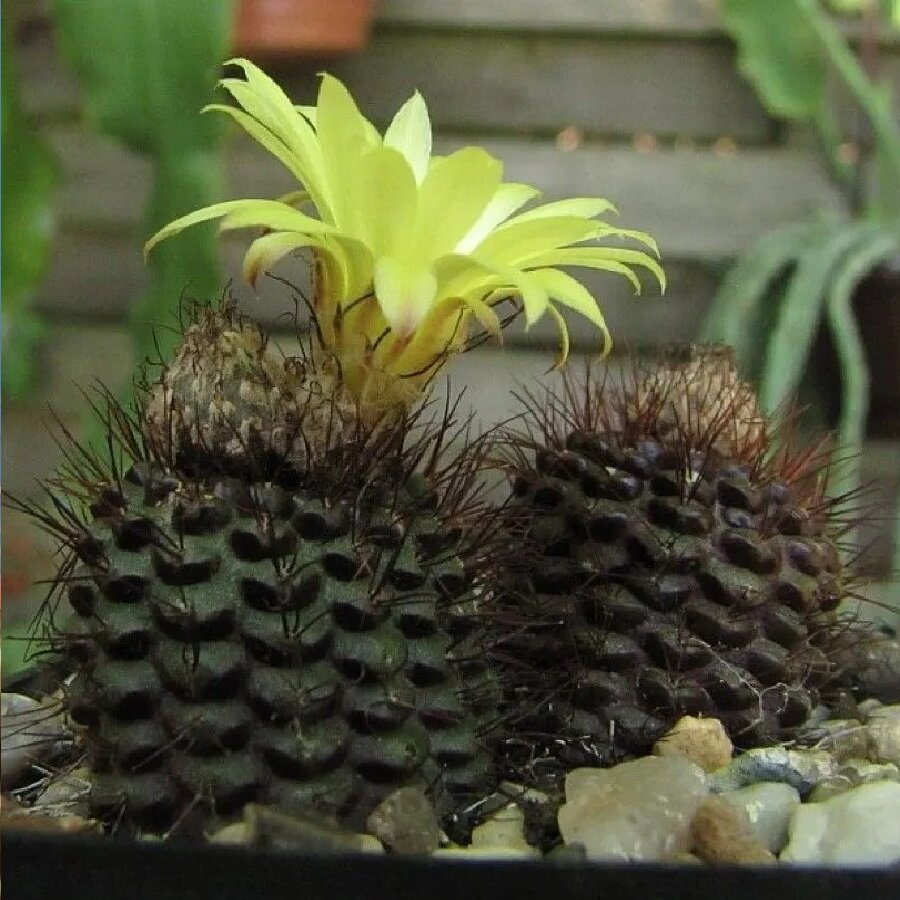 Семена Деодар Кактус Frailea angelesii 10 шт.
