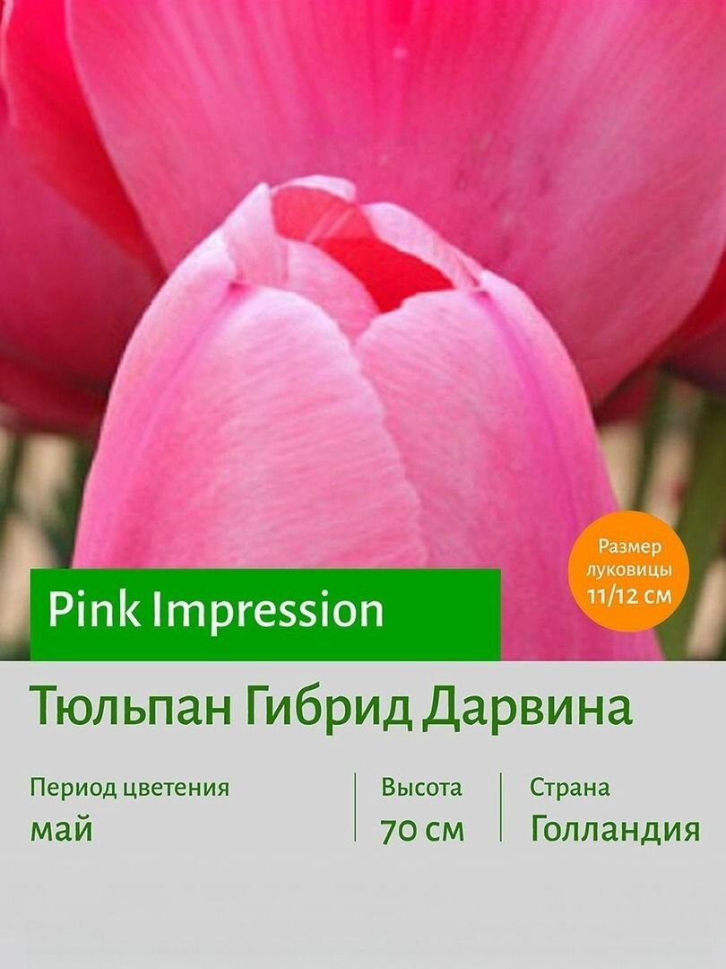 Тюльпан Пинк Импрешн (Pink Impression) гибрид Дарвина луковицы 7 шт сотка