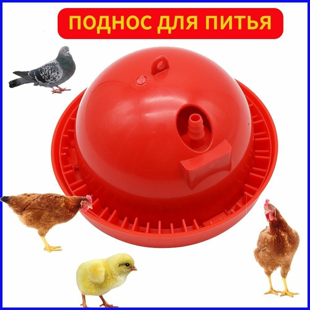 1 пластиковый поднос для питья, подходит для выращивания цыплят, уток, голубей и других домашних птиц.