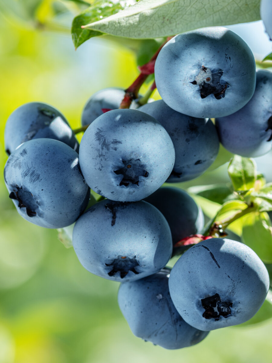 Голубика "Шантеклер", ЗКС, многолетняя, для всех регионов, голубая