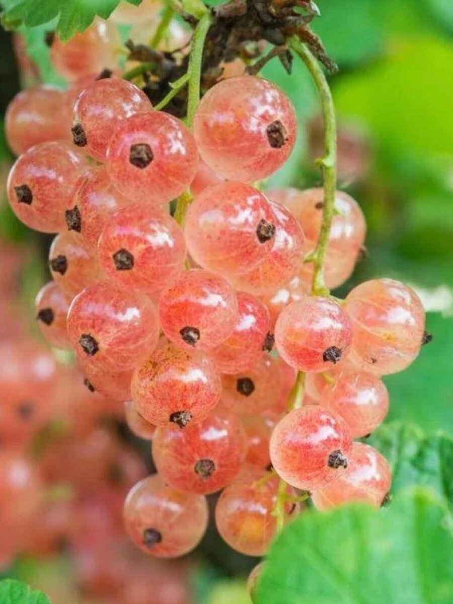 Смородина розовая Голландская 2 шт, многолетняя, морозостойкая