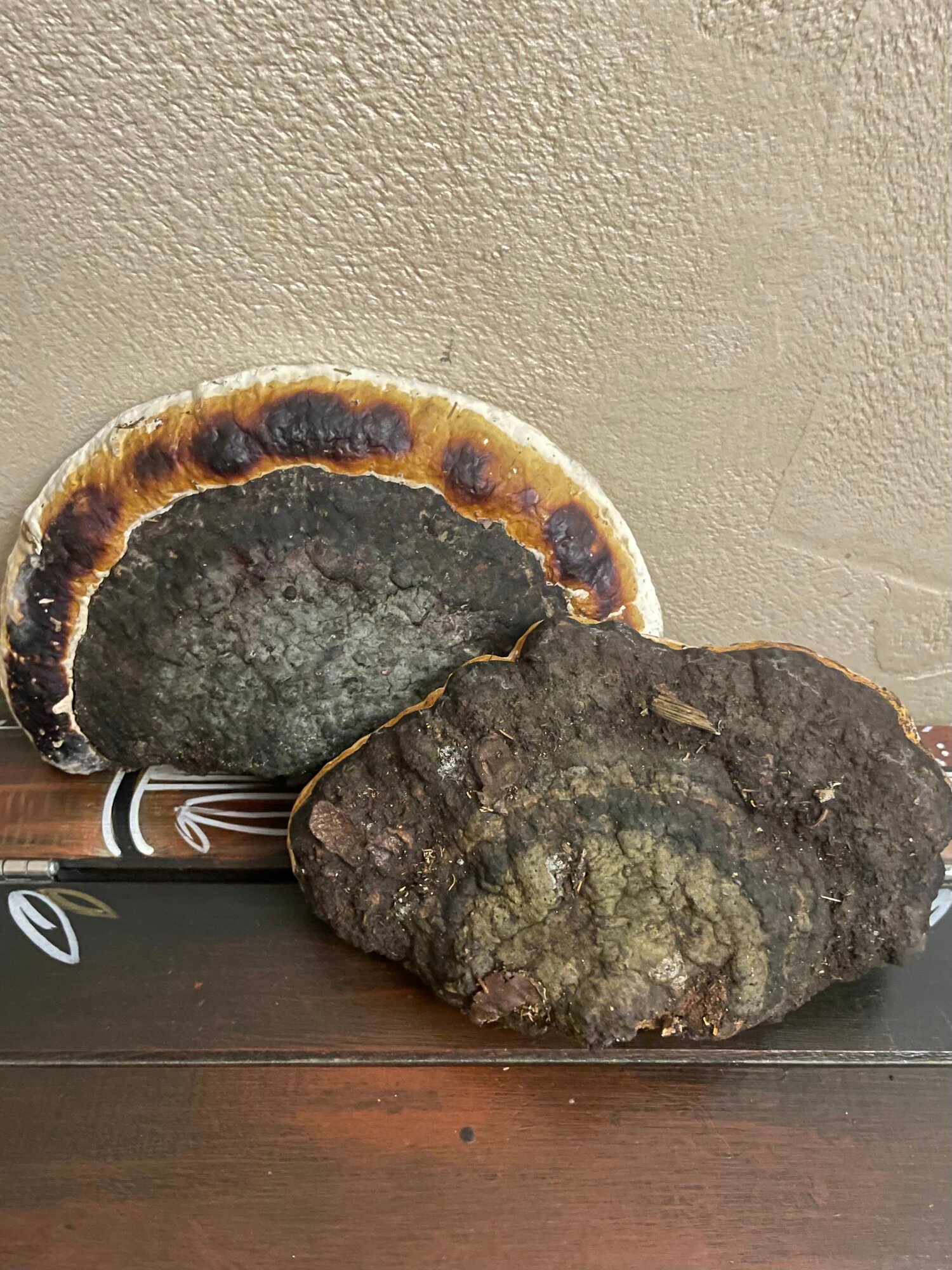 Набор для творчества. Трутовики большие 2 шт.