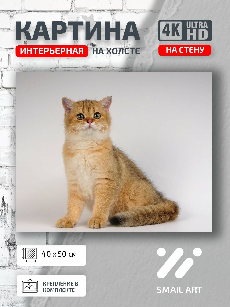 Картина на холсте интерьерная 40 на 50 на стену Кошка Animal для детской animal style декор