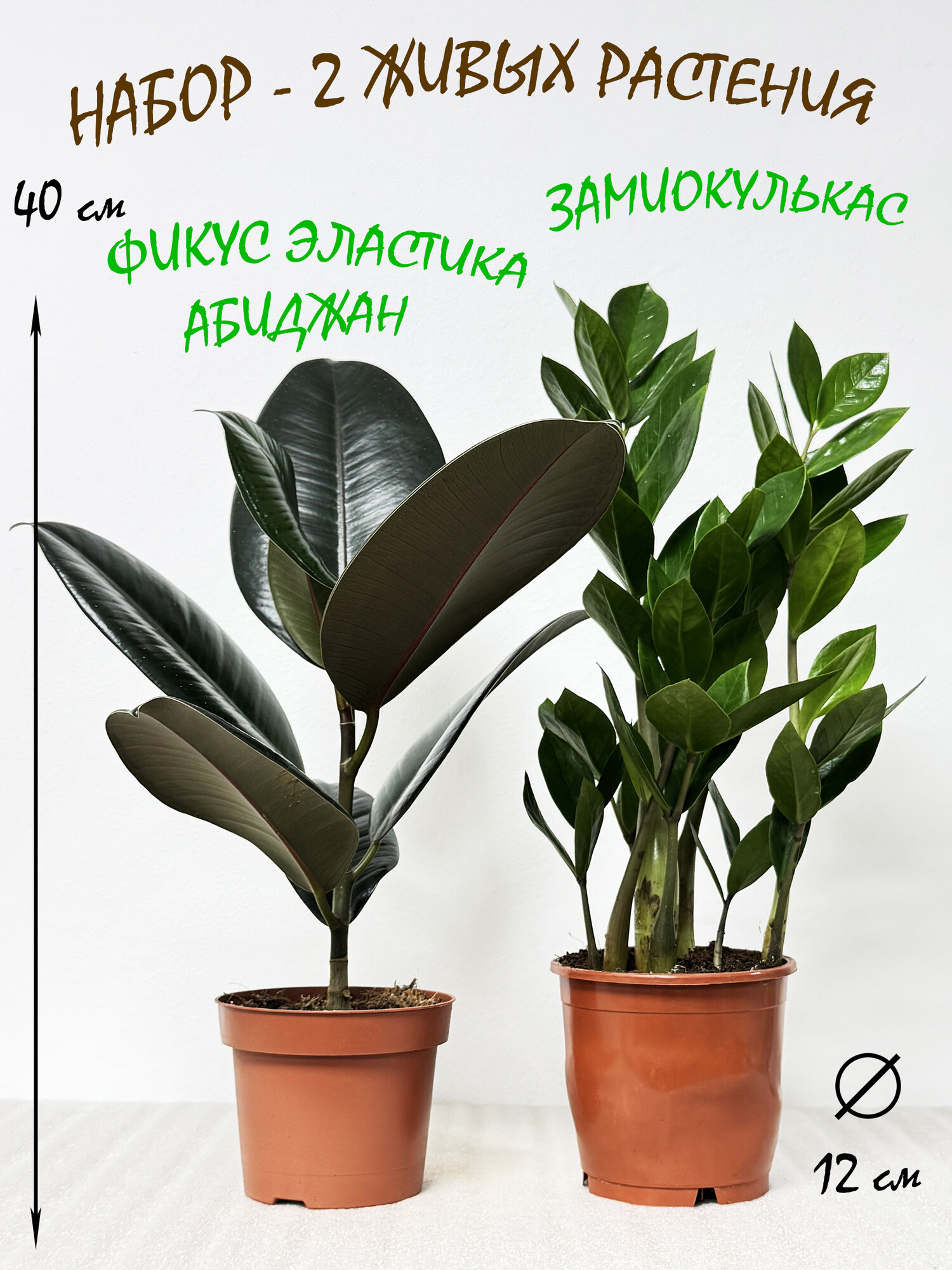 Набор - 2 растения: Фикус Эластика и Замиокулькас, высота 35-40см