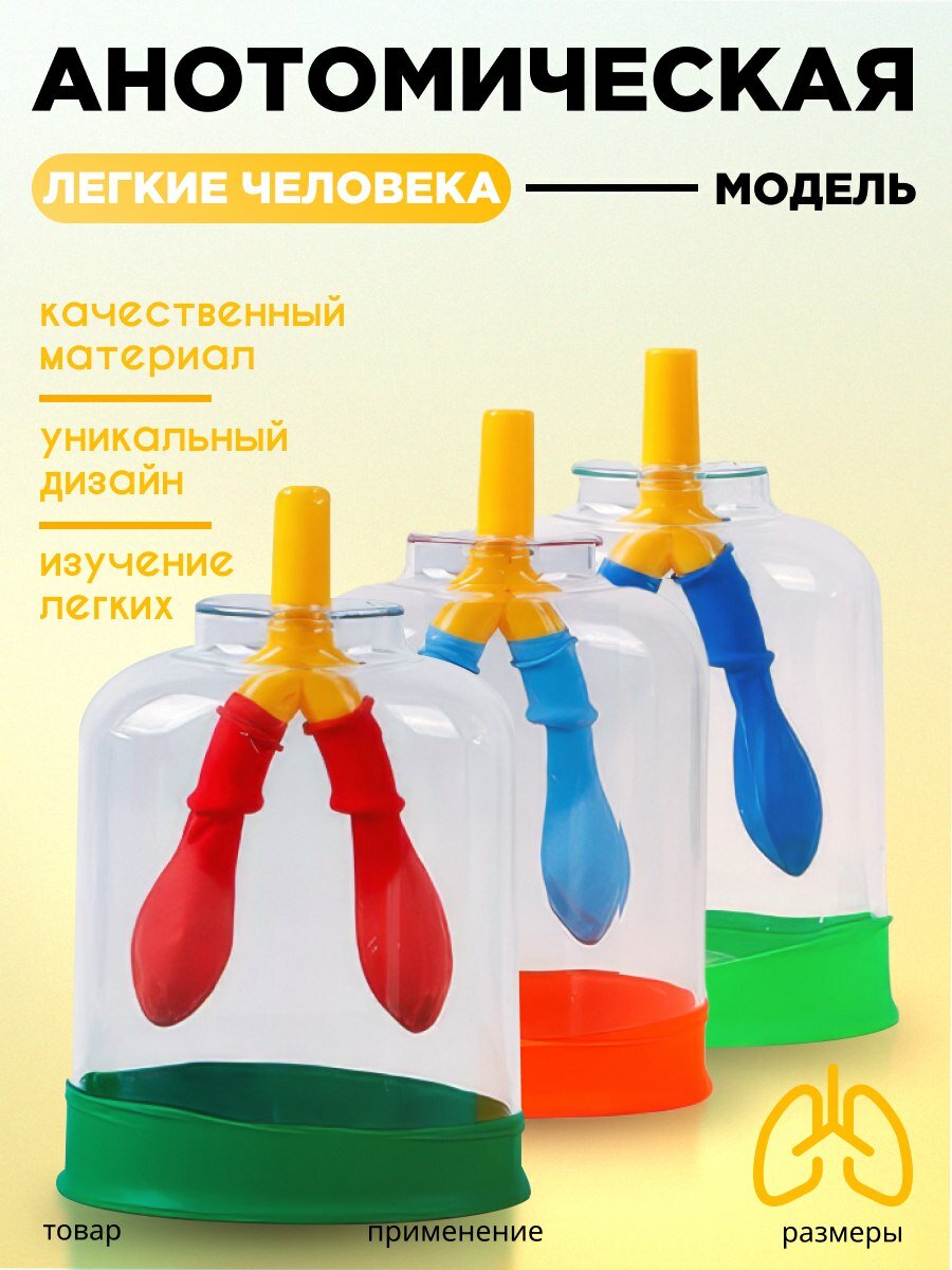 Анатомическая модель легких с демонстрацией дыхания диафрагмой, наглядное пособие для школьных уроков биологии и домашнего обучения, интерактивный тренажер дыхательной системы