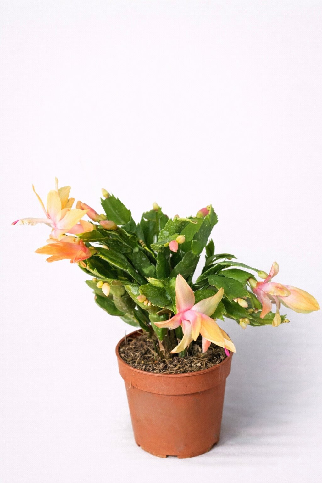 Шлюмбергера оранжевая (Schlumbergera truncata "Orange") 13см