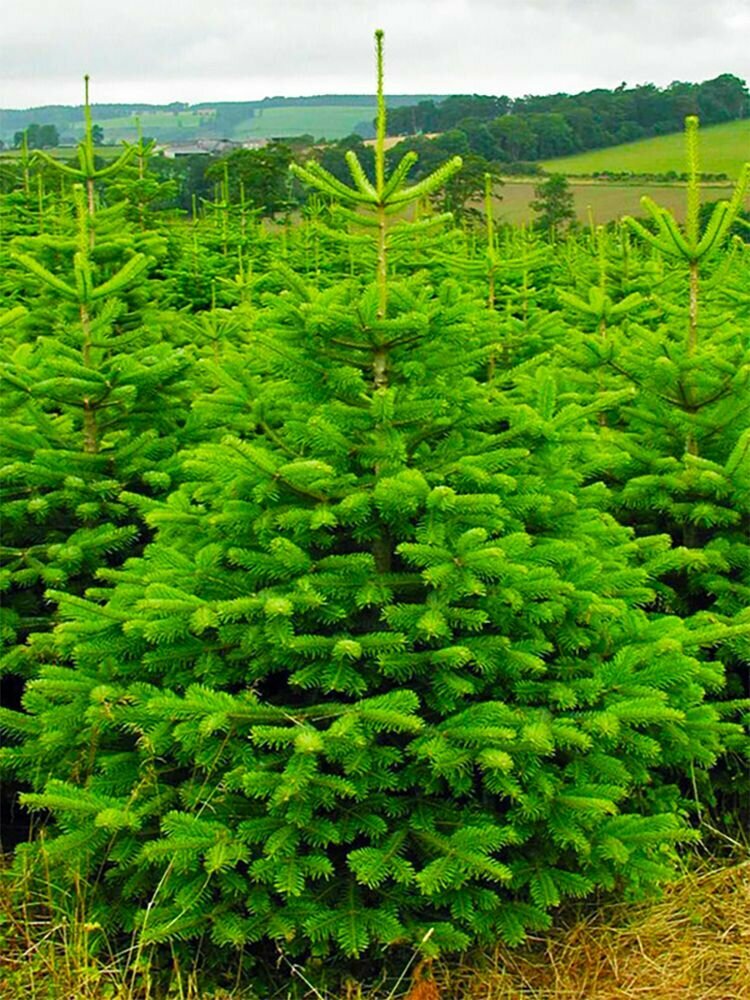 Пихта Нордмана Боржоми, Семена, 30 шт, семена хвойных растений