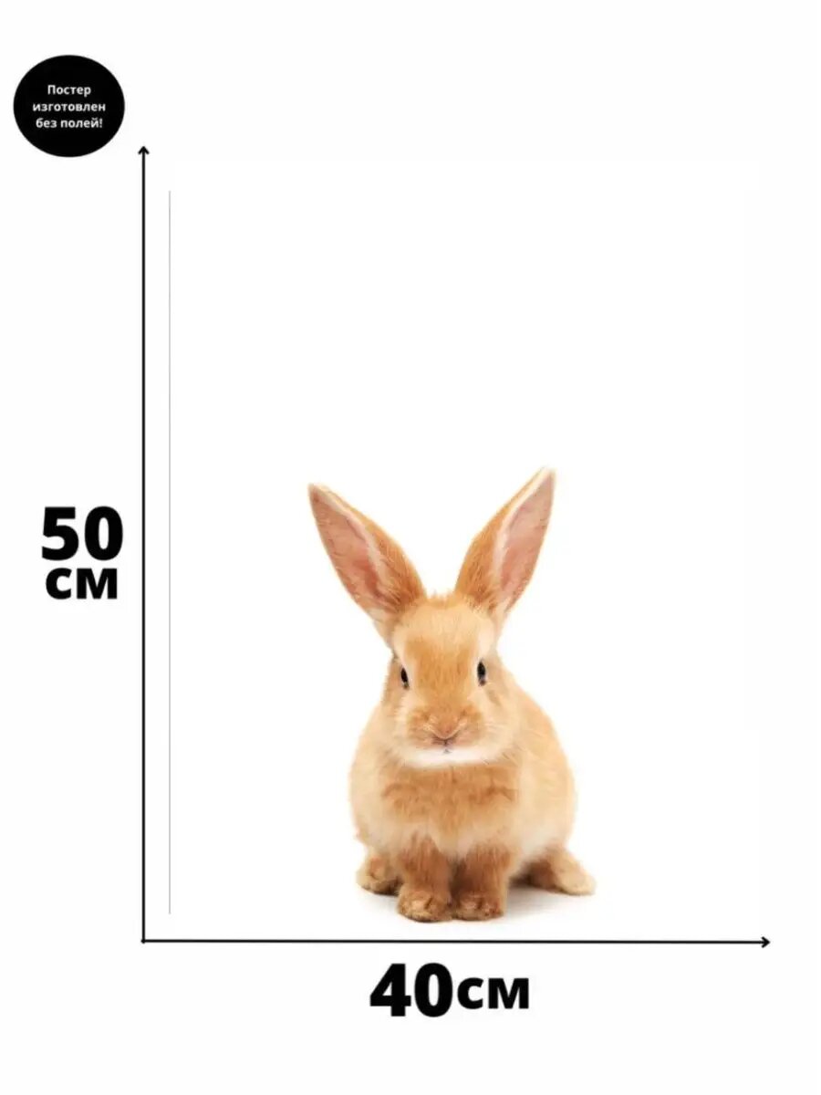 Постер Зайчик/постер кролик