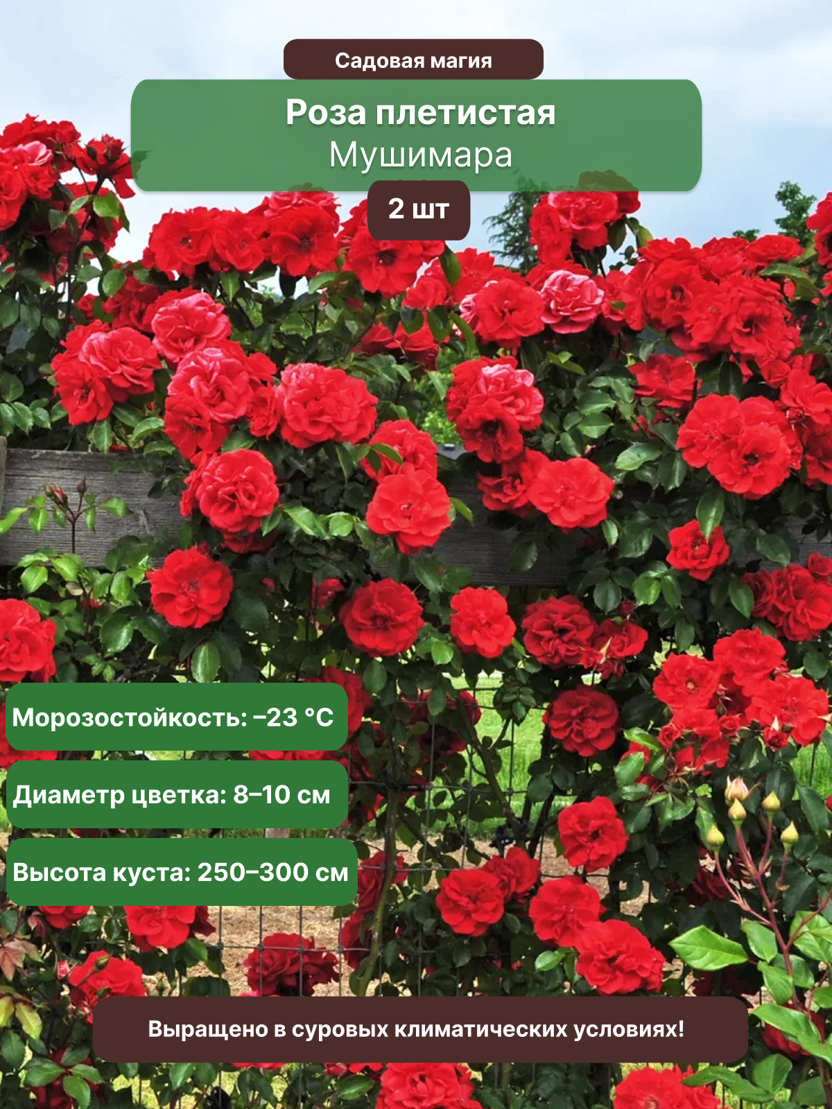 Роза плетистая "Мушимара", многолетняя, красная, 30-50 см, 2 шт.