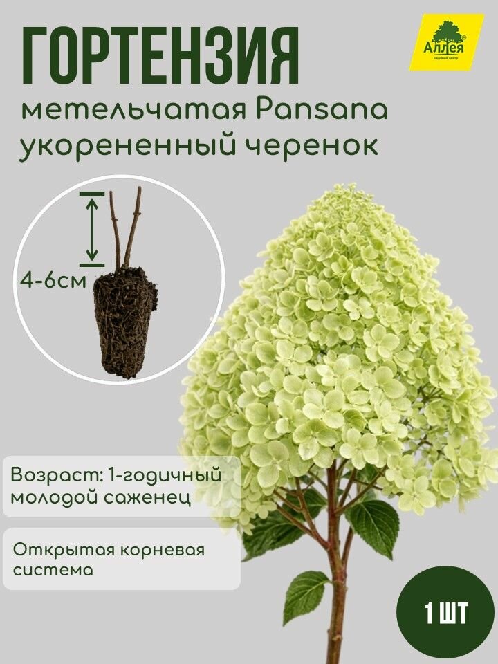 Гортензия метельчатая Pansana укорененный черенок 1 шт