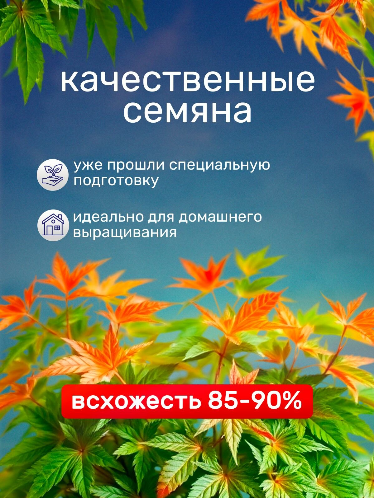 Семена клена для выращивания — фото 1