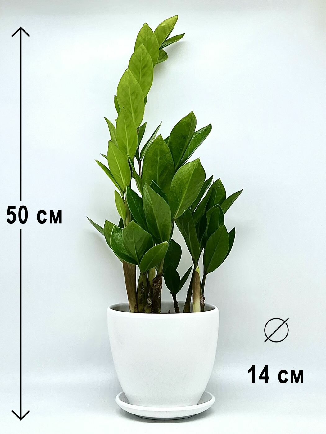 Замиокулькас в керамическом белом горшке с поддоном, высота композиции 40-50 см.