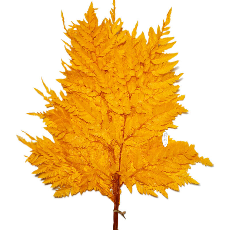 Вечные листья папоротника, сухие цветы, настоящие цветы, свадебная композиция, цветочная композиция, декор, листья Юньнаня, реквизит для фото, венозные сухие цветы, прессованные цветы