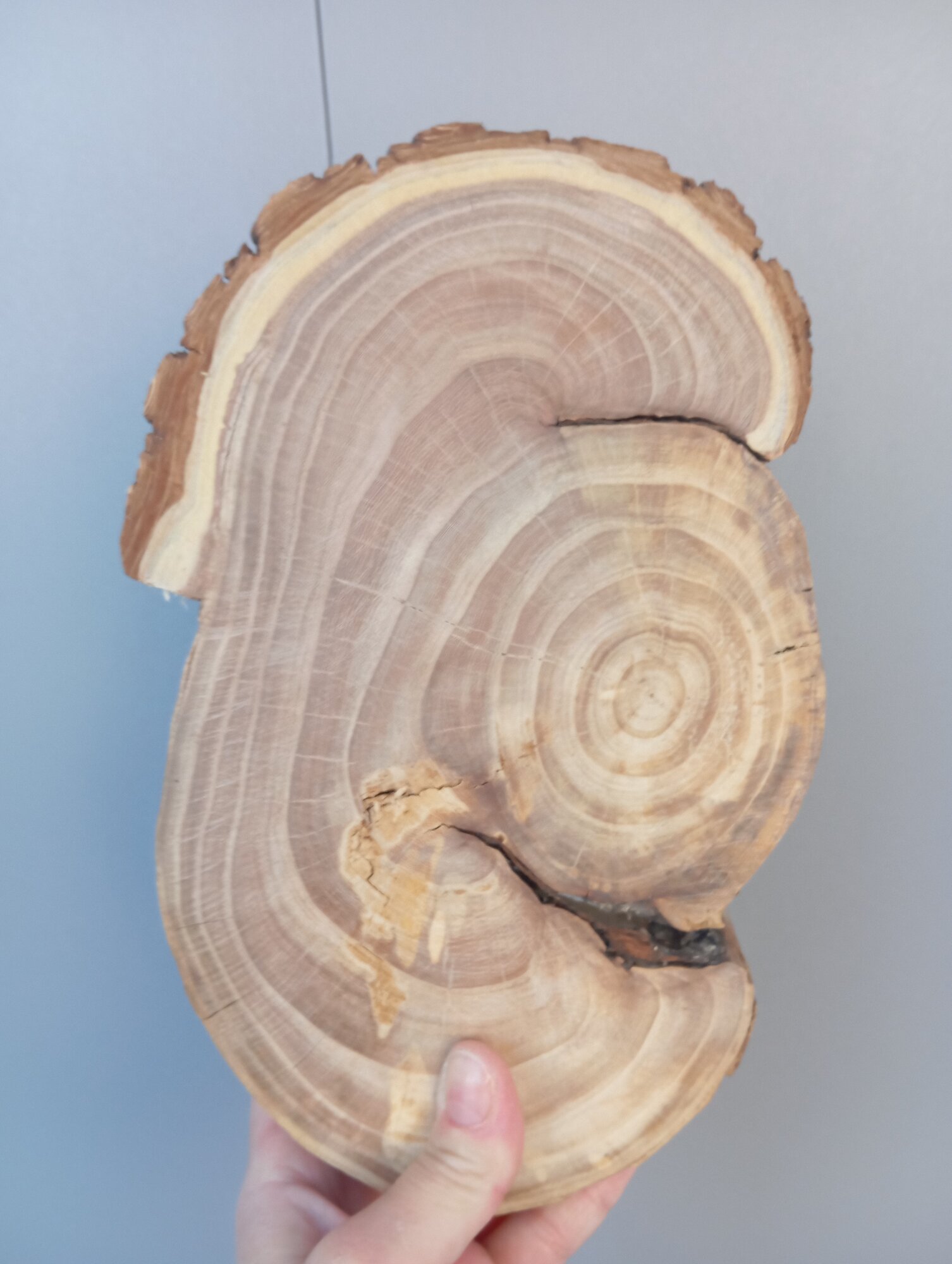 Спил дерева карагач, заготовка 23*14*3,5см