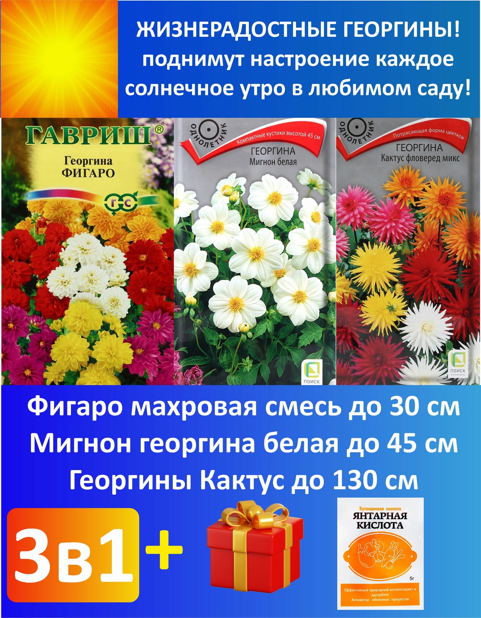 Семена георгинов низкорослые махровые, 3 сорта + подарок