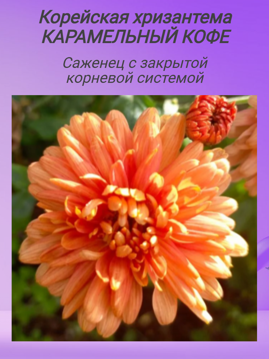 Хризантема корейская Карамельный кофе