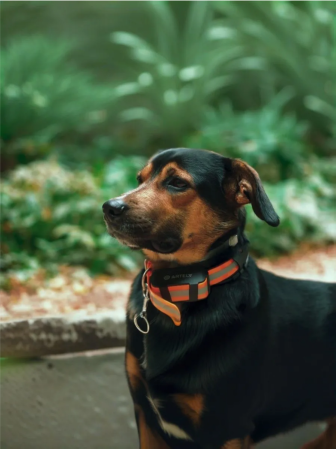 GPS-ошейник и передатчик Artelv Tracker 2W для собак | Отслеживание до 15 км