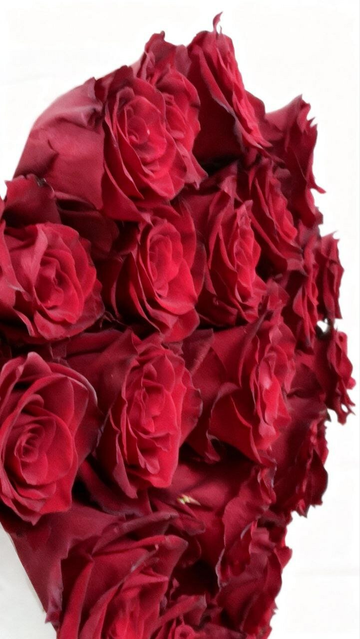 Монобукет эквадорских роз "Explorer Premium" , красные, 25шт