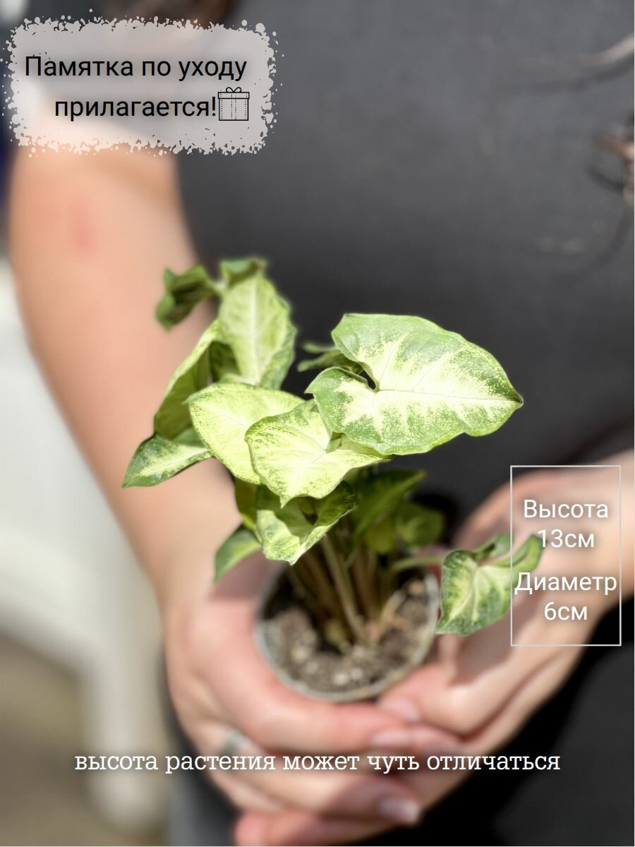 Сингониум Пикси (Syngonium Pixie) D6см, растение в горшке — фото 1