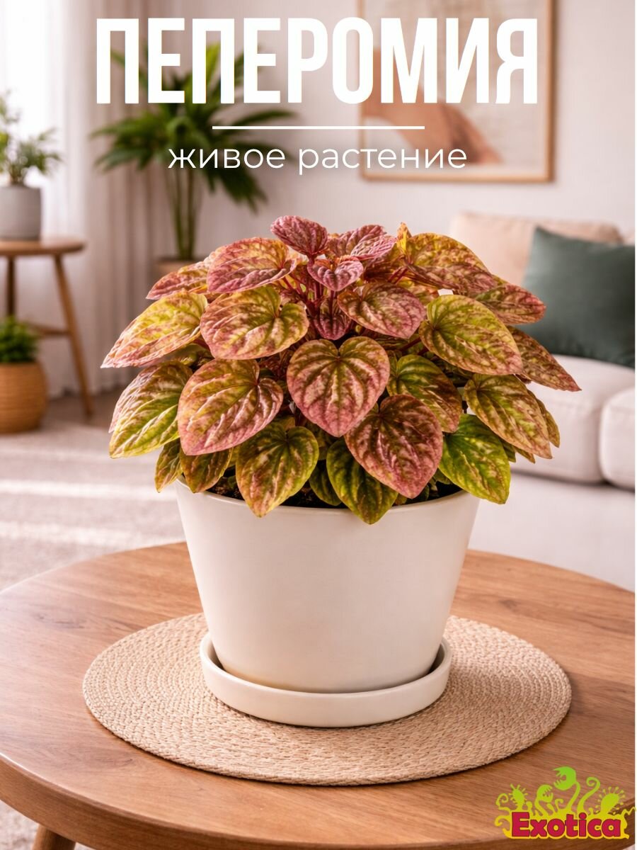 Пеперомия Каперата Квито (Peperomia Caperata Quito) D11см, живое растение