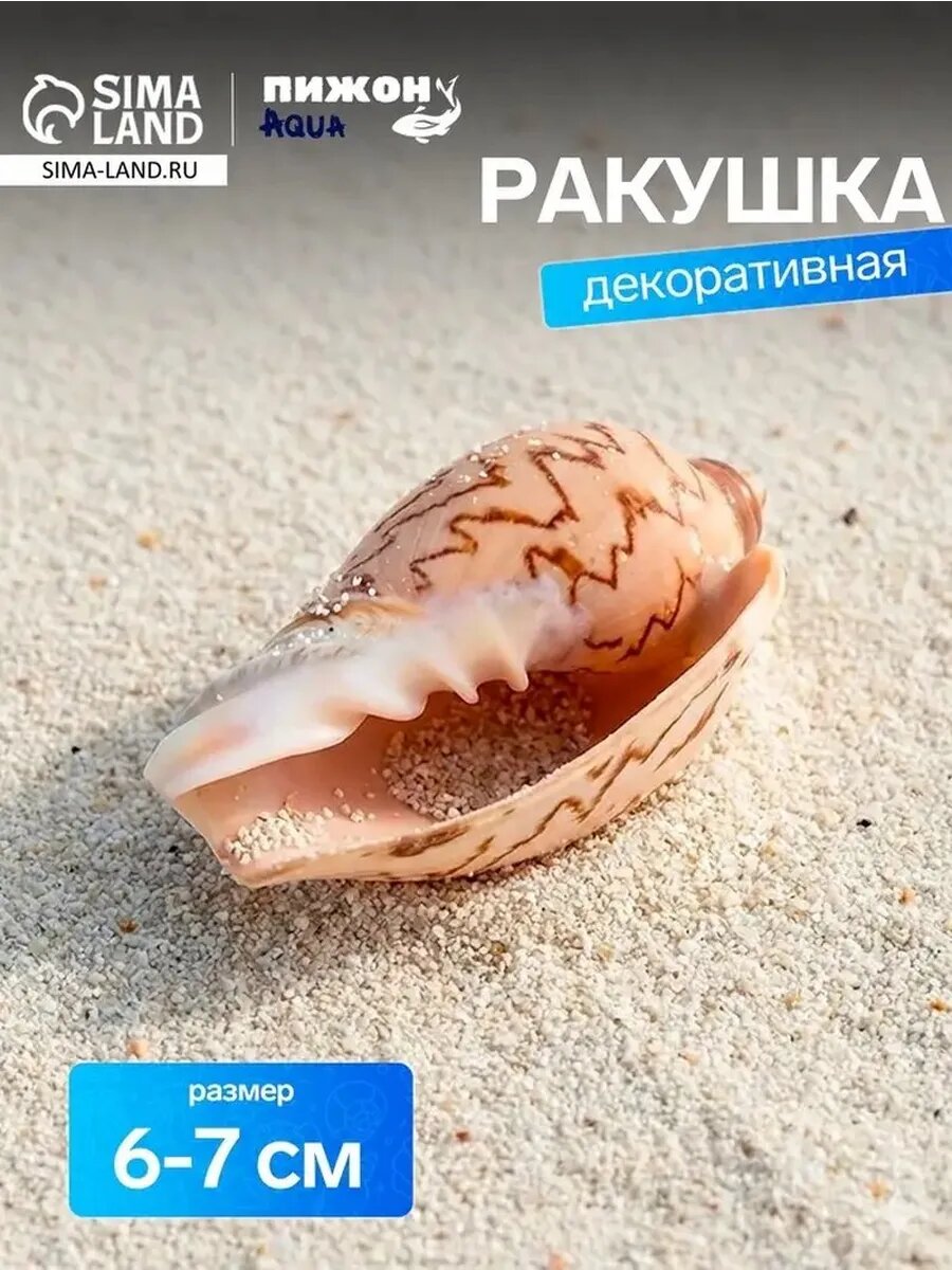 Декоративная ракушка для интерьера и подарков